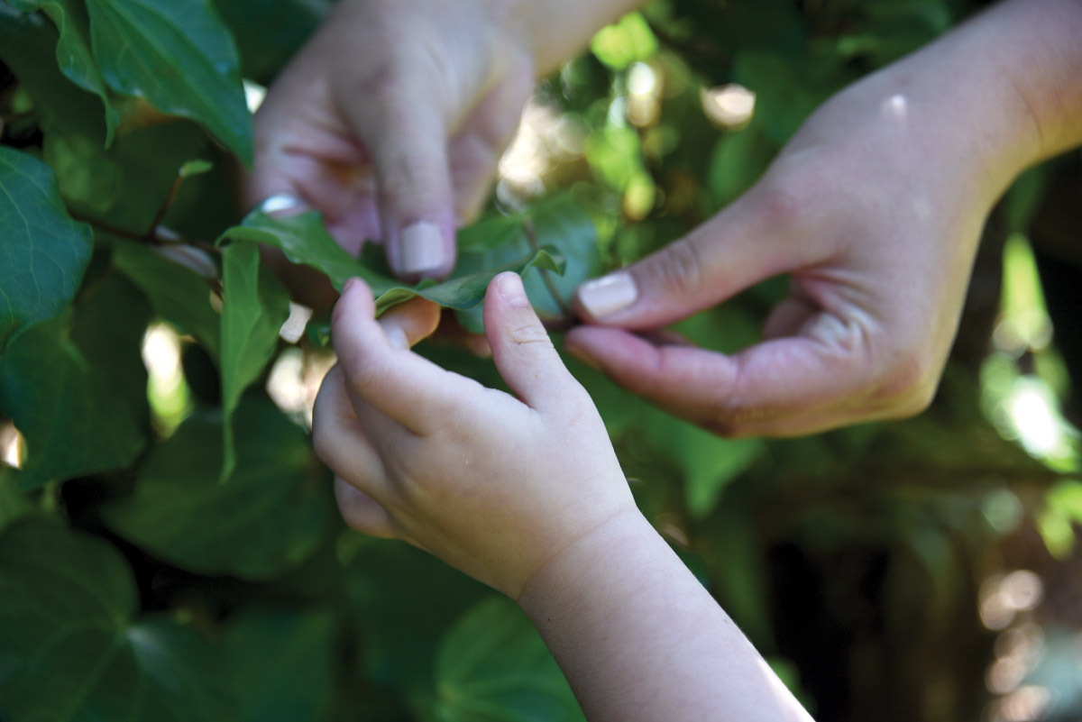 The power of Kawakawa (Macropiper Excelsum) - Stewart Island Botanicals