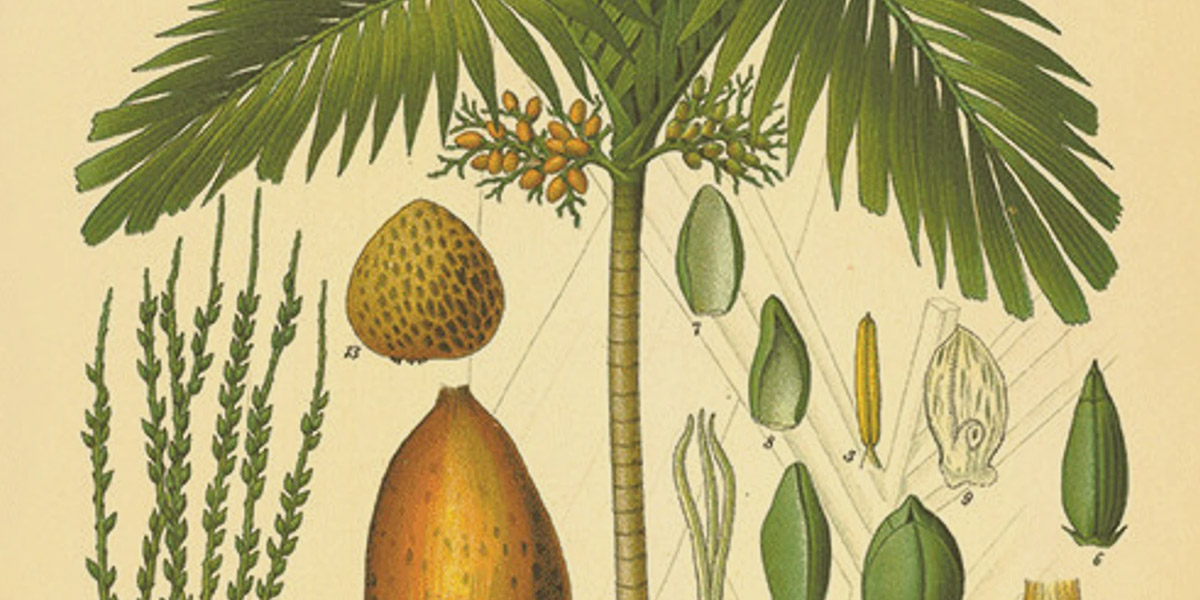 Fractionated Coconut Oil - An excellent moisturiser - Stewart Island ...